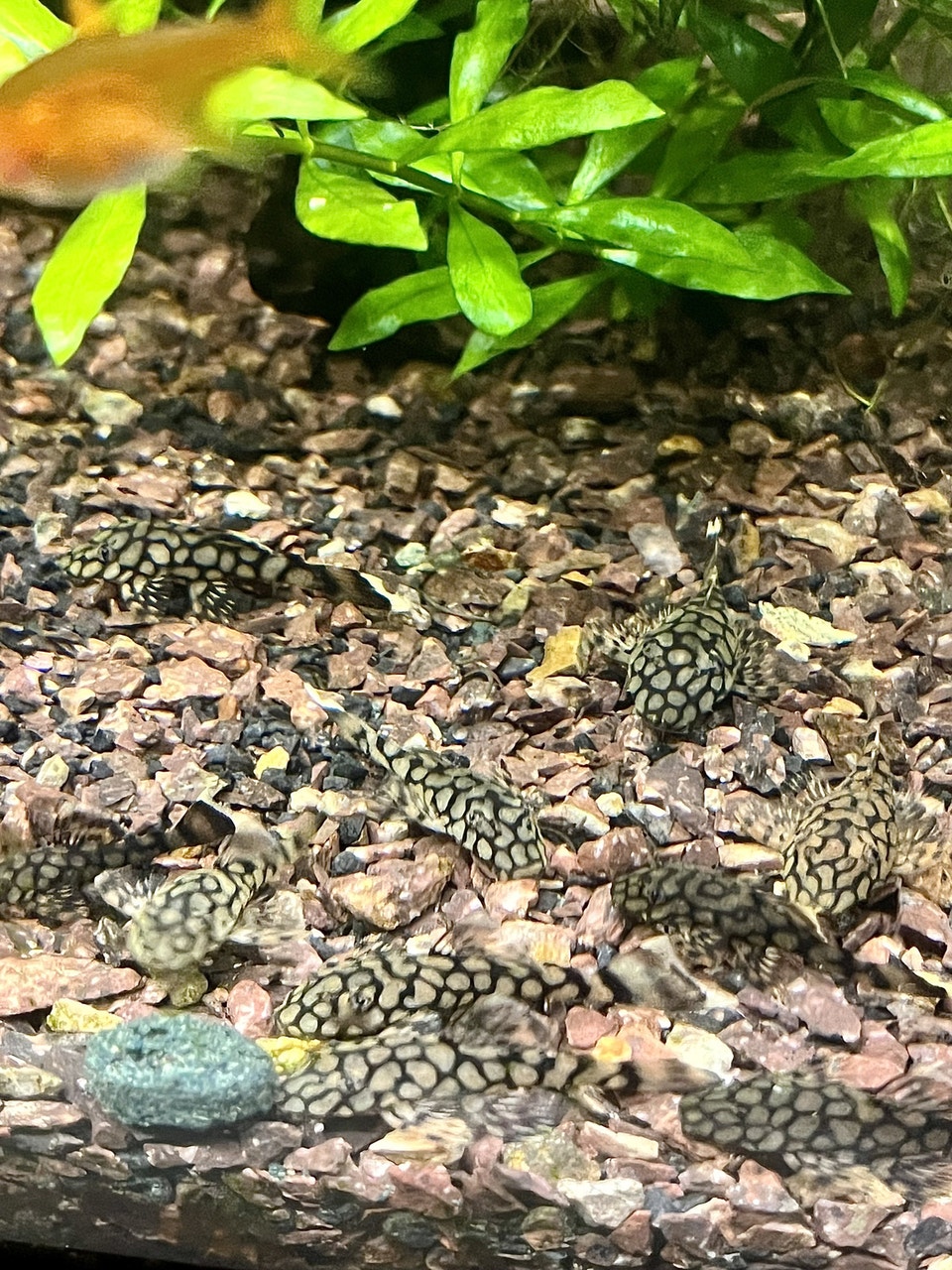 L519 Honeycomb Bristlenose Pleco BABIES | Fish for Rehoming | City of ...