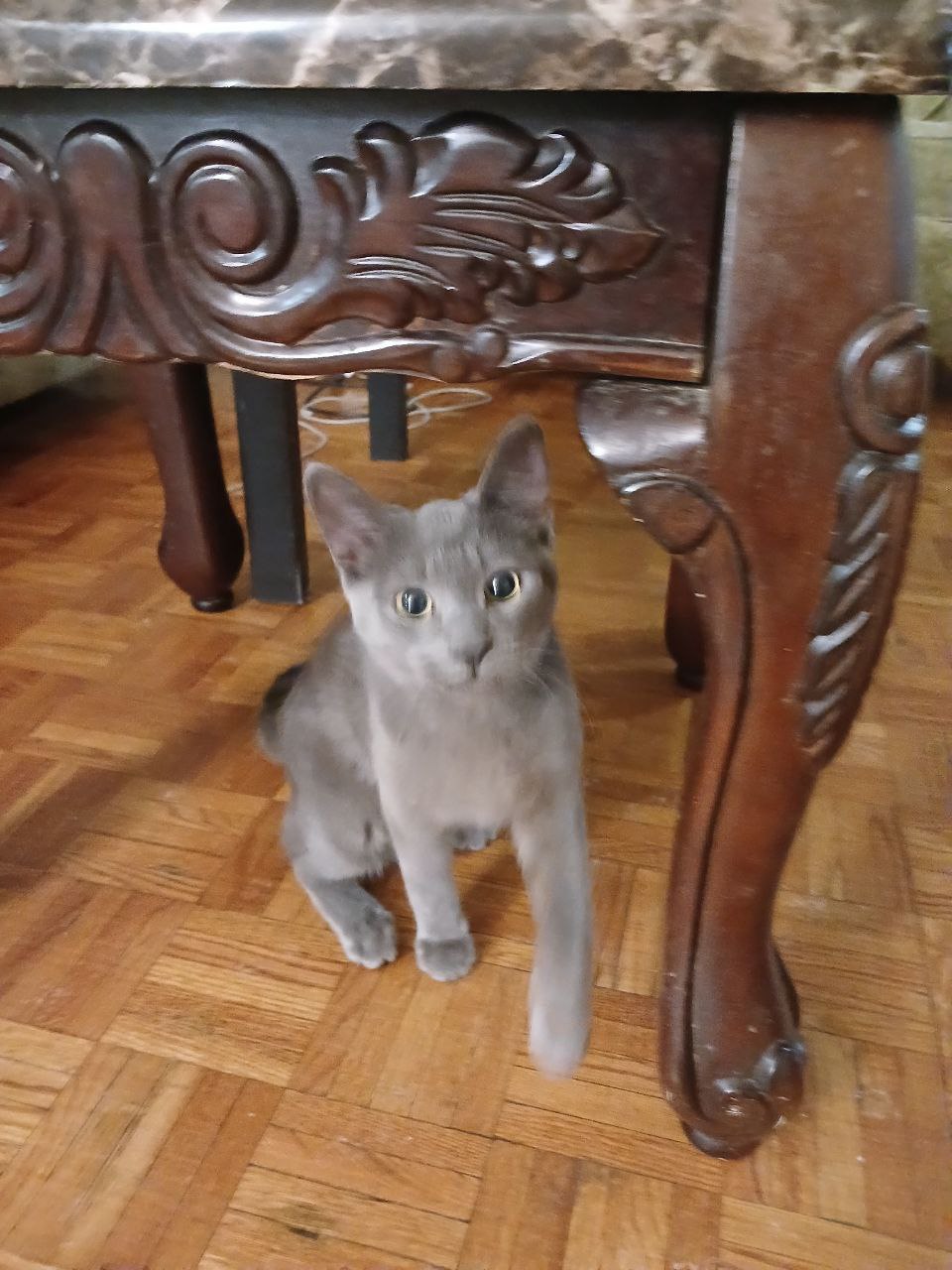 male kitten for rehoming | Cats & Kittens for Rehoming | Mississauga ...