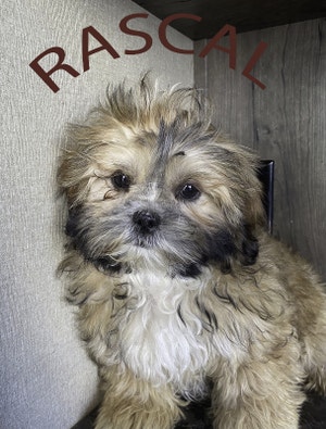 2459 Listings | Adopt Dogs & Puppies Locally in Alberta | Pets | Kijiji ...