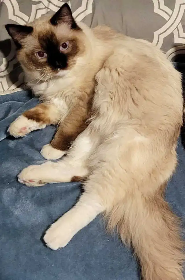 Male seal mitted rag doll cat | Cats & Kittens for Rehoming | Calgary ...