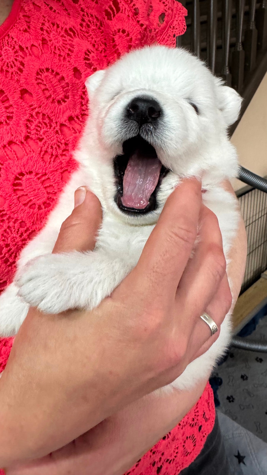 Pure breed Samoyed puppies registered with CKC | Dogs & Puppies for ...