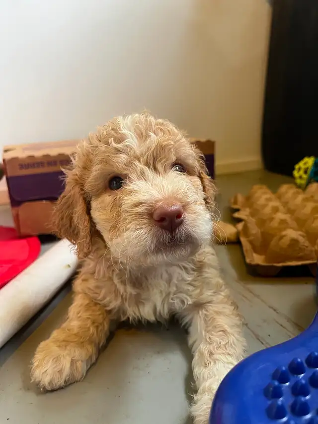 Lagotto Romagnolo Puppies | Dogs & Puppies for Rehoming | Ottawa | Free ...