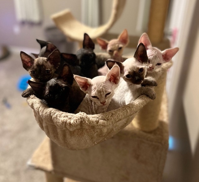 Devon Rex kittens | Cats & Kittens for Rehoming | Edmonton | Kijiji