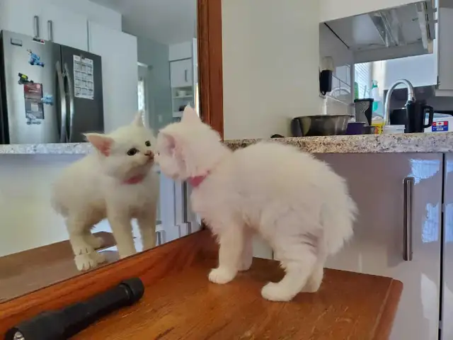 Maine Coon Kitten ( Female) 9 Weeks Old | Cats & Kittens for Rehoming ...