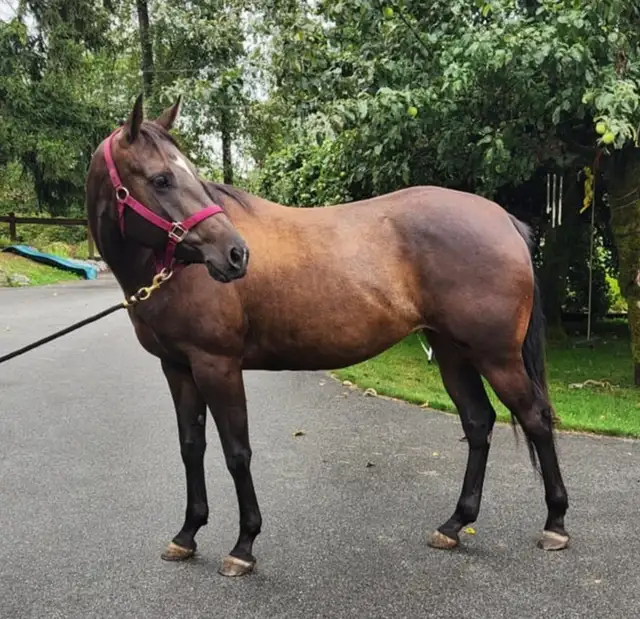 Sweet Project Mare Price Reduced | Horses & Ponies for Rehoming | Delta/Surrey/Langley | Free ...
