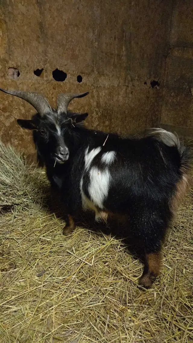 Nigerian Dwarf Buck | Livestock | Vanderhoof | Free local classifieds ...