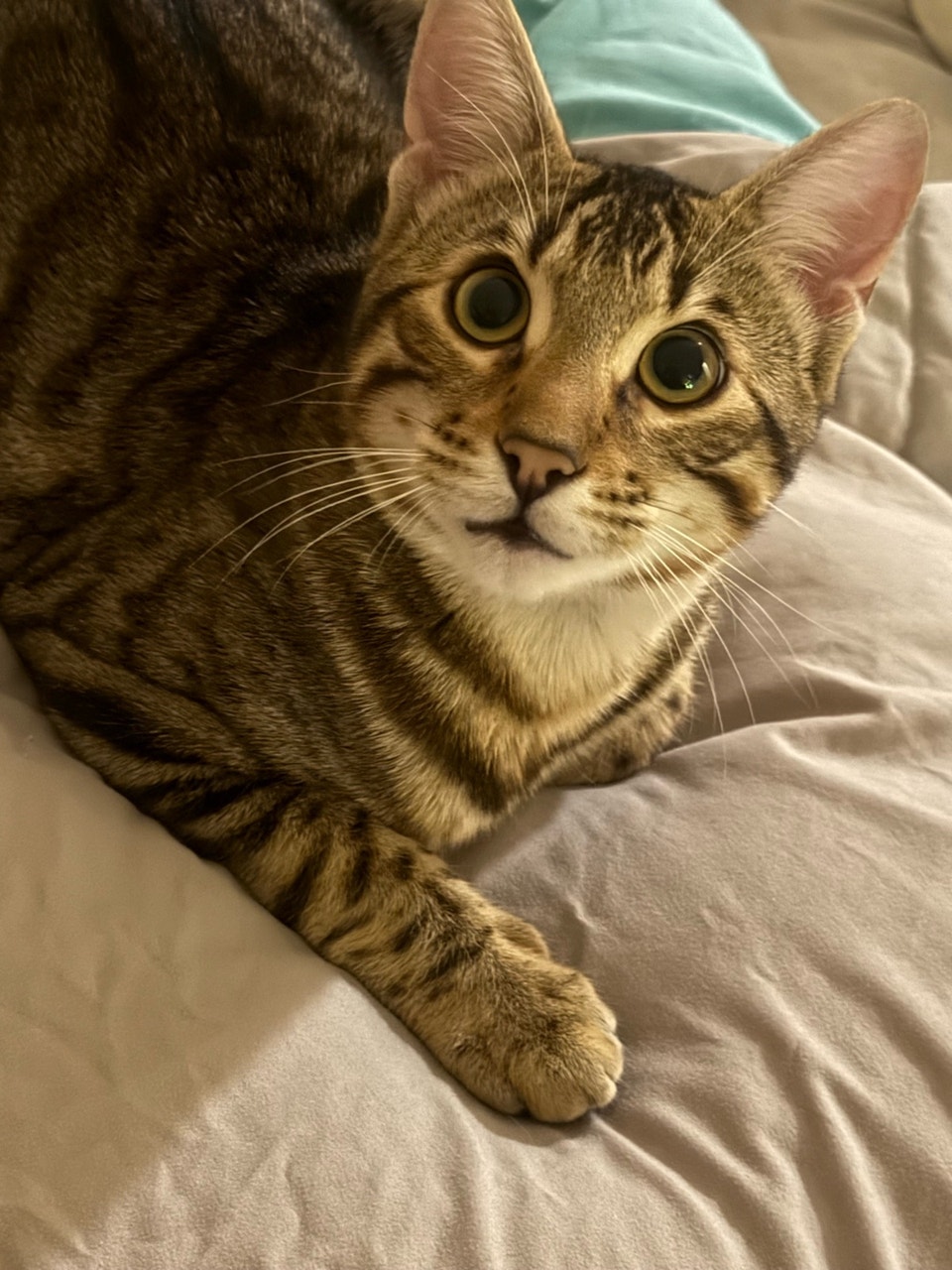 bengal kitten 9 months old FREE | Cats & Kittens for Rehoming | City of ...