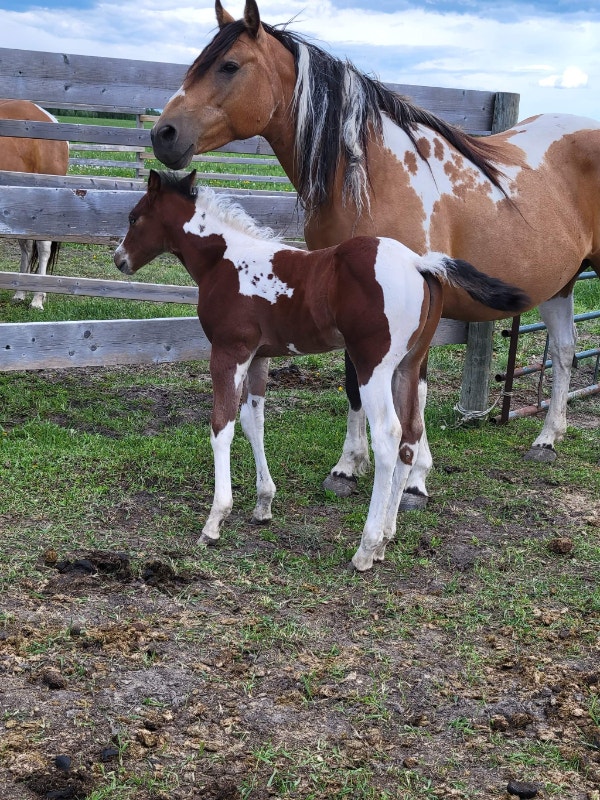 2022 APHA Tobiano Bay Colt | Horses & Ponies for Rehoming | Grande ...