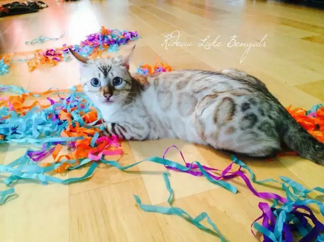 TOP QUALITY TICA REGISTERED BENGAL KITTENS FOR SALE | Cats & Kittens ...