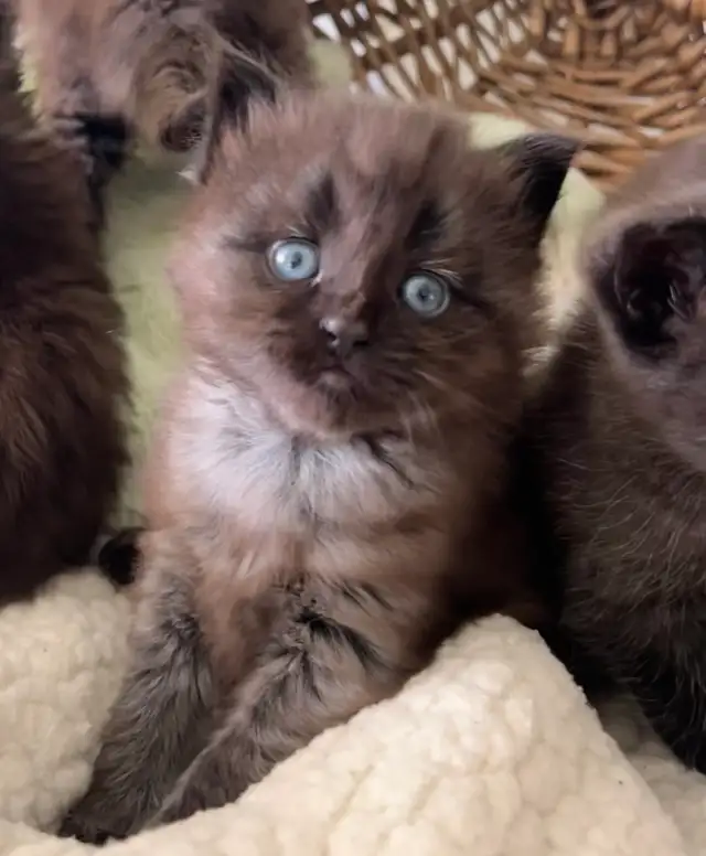 Himalayan Cross Kittens | Cats & Kittens for Rehoming | Victoria | Free ...