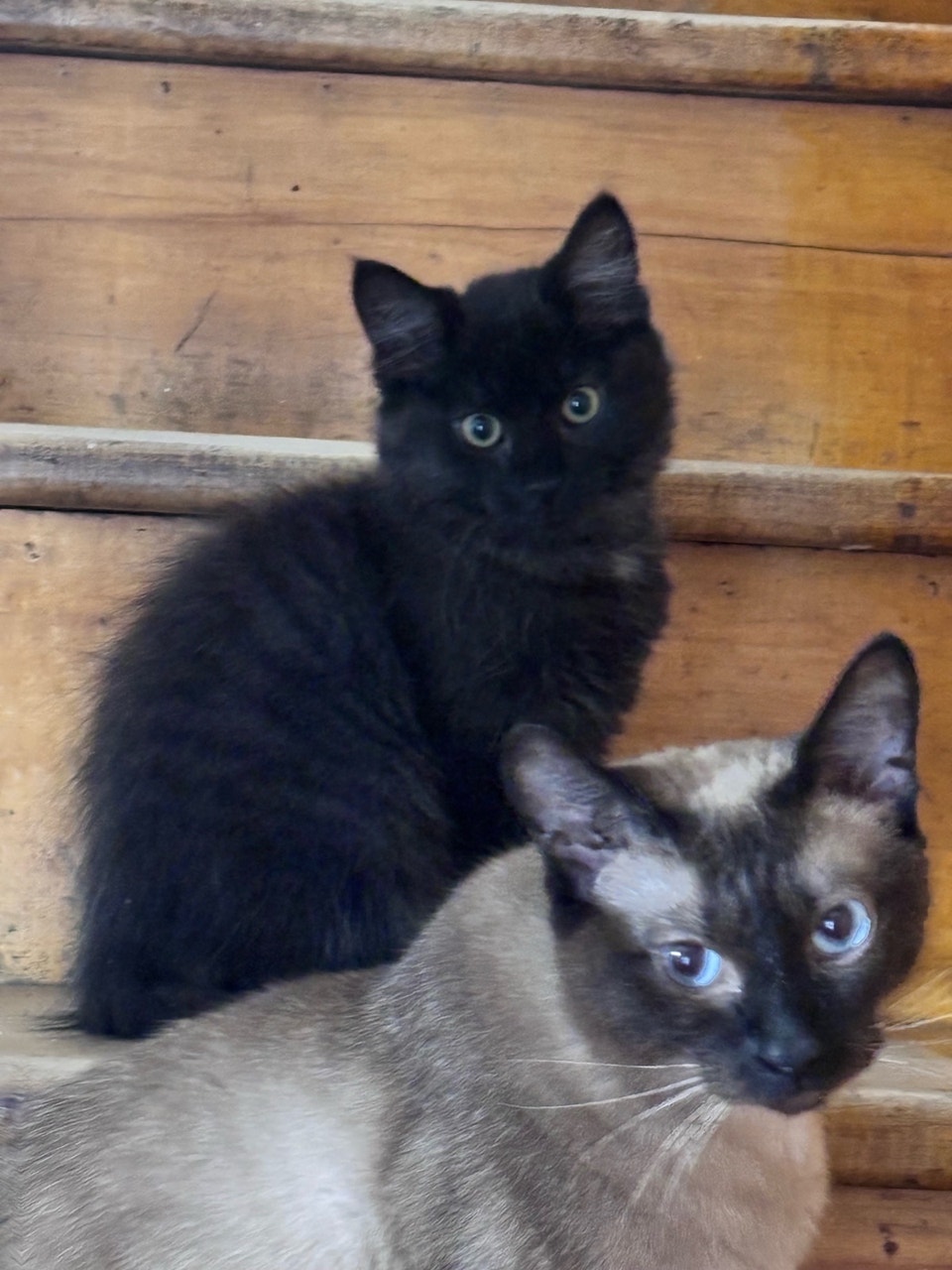 4 chatons noirs se recherchant une famille pour la vie | Cats & Kittens ...