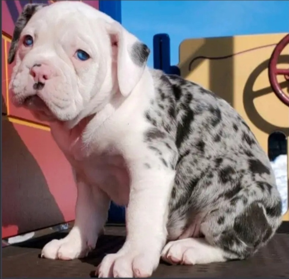 Olde English Bulldog Puppies | Dogs & Puppies for Rehoming | City of ...
