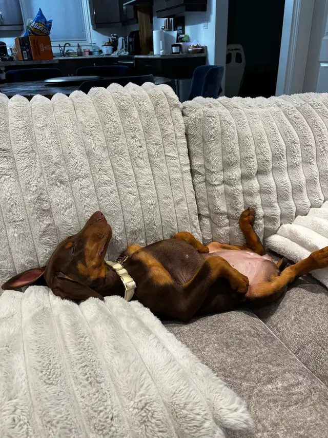 Doberman puppy female, 12 weeks old | Dogs & Puppies for Rehoming | St ...