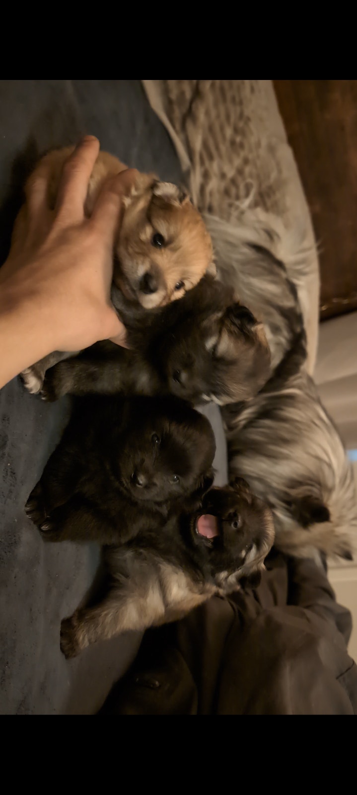 Pomeraniums Puppies! Now taking deposits. | Dogs & Puppies for Rehoming ...