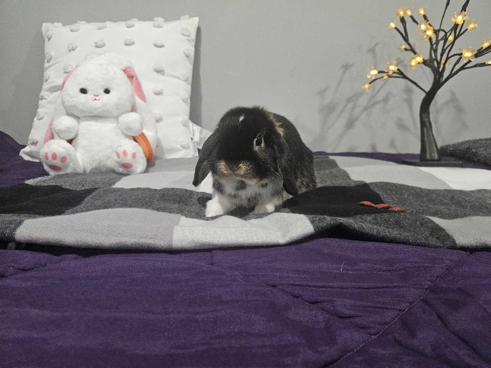Lapin Bélier | Small Animals for Rehoming | Laval / North Shore | Free ...