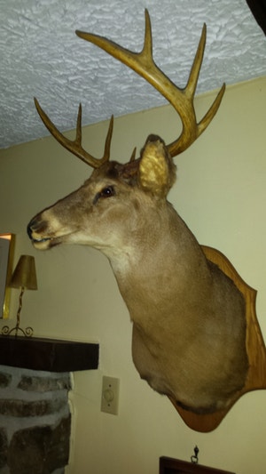 Panache De Chevreuil | Achetez ou vendez des biens, billets ou gadgets ...