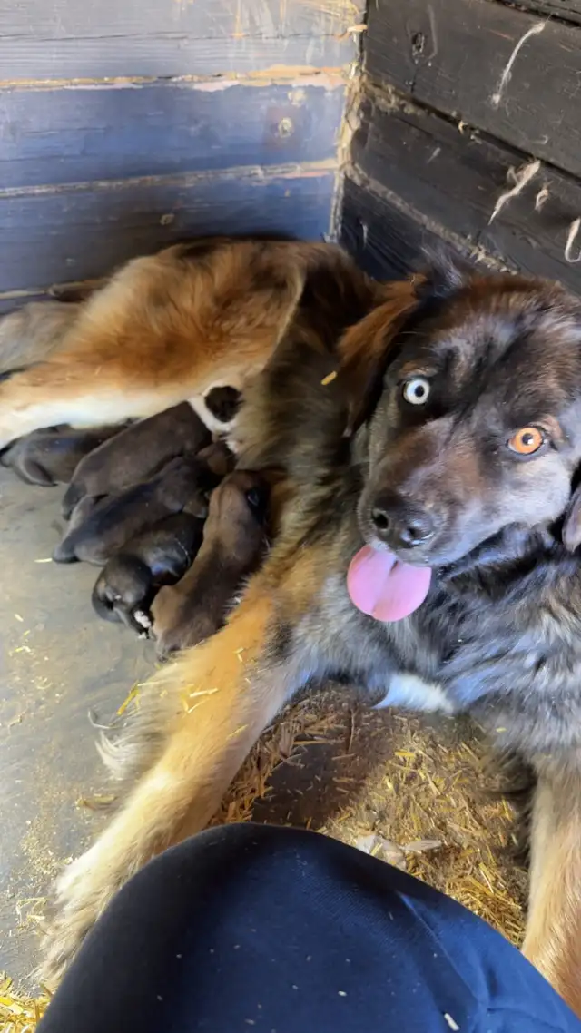 Puppies for sale! | Dogs & Puppies for Rehoming | Red Deer | Free local ...