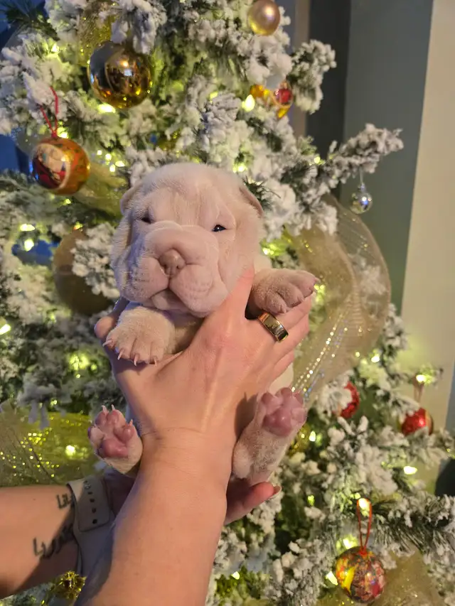 BEAUTIFUL SHARPEI PUPPIES ( FLOWER AND CREAM DILUTE) | Dogs & Puppies ...