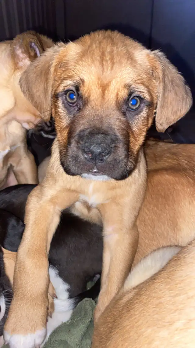 French mastiff crossed with blue heeler | Dogs & Puppies for Rehoming ...