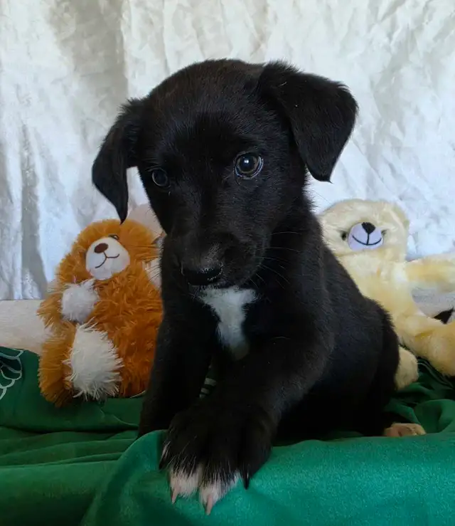 BEAUTIFUL PUPPIES !! ONLY 2 LEFT ! | Dogs & Puppies for Rehoming ...