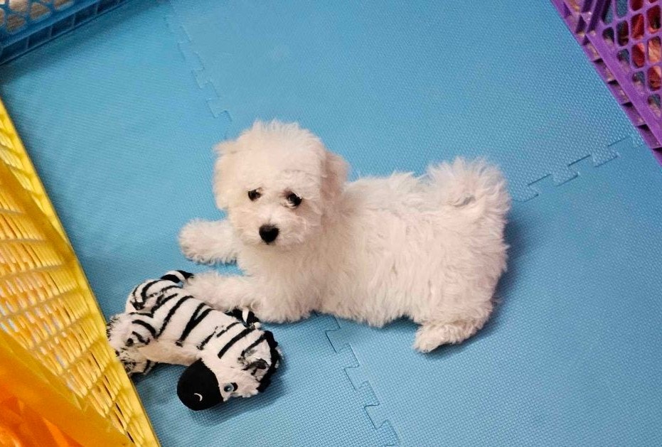 Gorgeous Purebred Bichon Frise Puppies | Dogs & Puppies for Rehoming ...