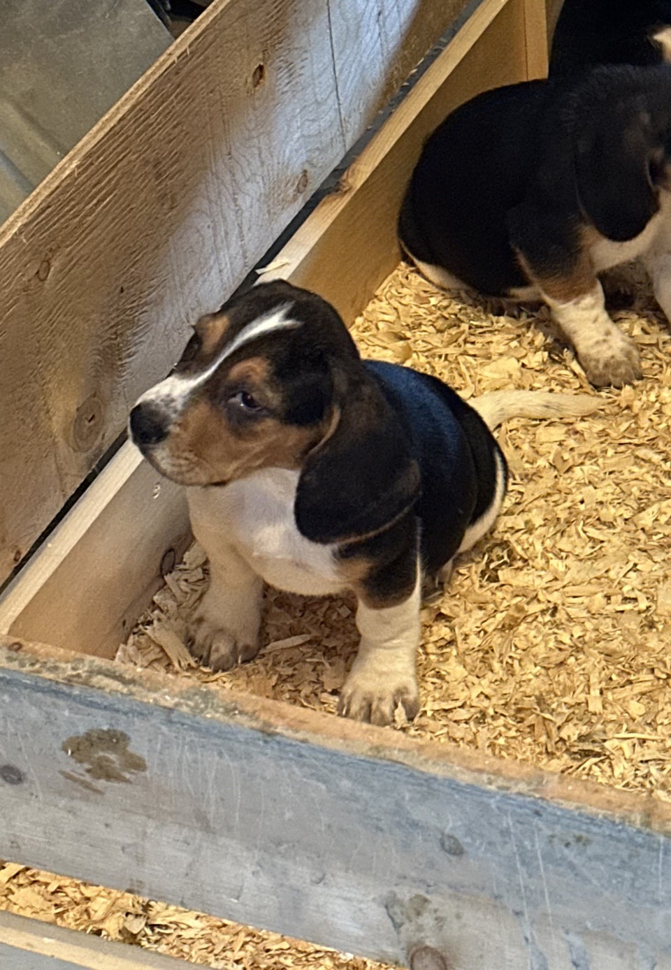 beagle puppies ready to go | Dogs & Puppies for Rehoming | Oakville ...