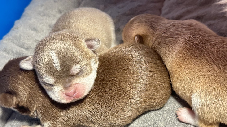 Fancy European Chihuahua height quality puppies 3500.00 | Dogs ...