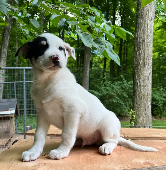 Australian Shepherd Heeler Cross puppies | Dogs & Puppies for Rehoming ...