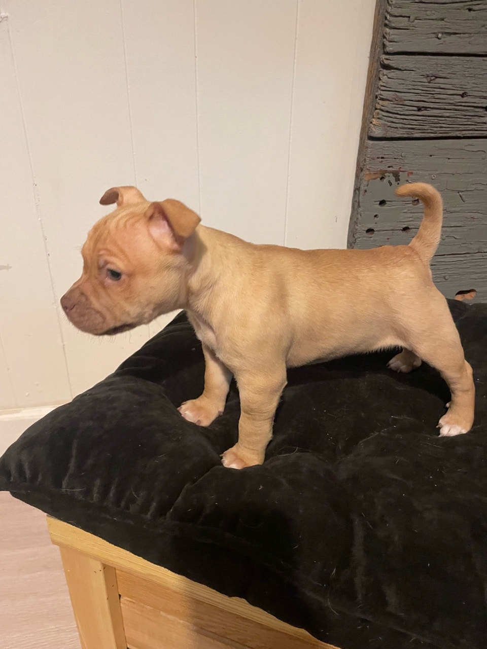 Mini Bulldog Mix Puppies | Dogs & Puppies for Rehoming | Kawartha Lakes ...