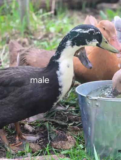 95 ads for ducks in Livestock in Alberta | Kijiji Marketplaces