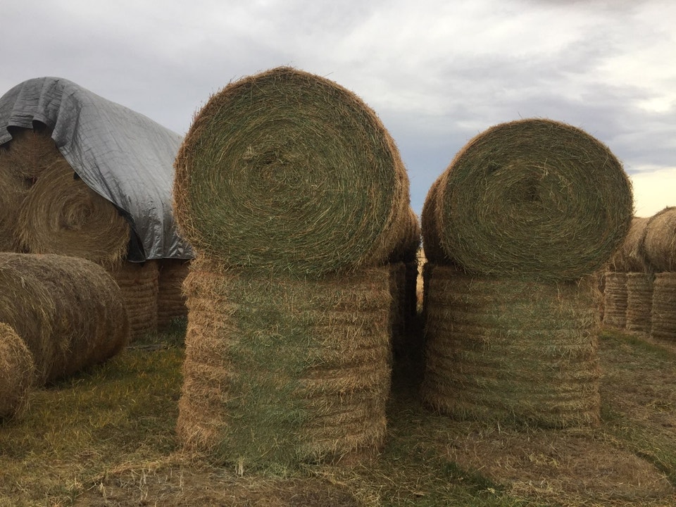 2nd cut hay for sale | Livestock | Edmonton | Free local classifieds ...