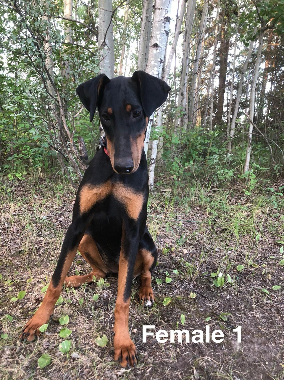 Dobermans | Dogs & Puppies for Rehoming | Grande Prairie | Free local classifieds - Kijiji