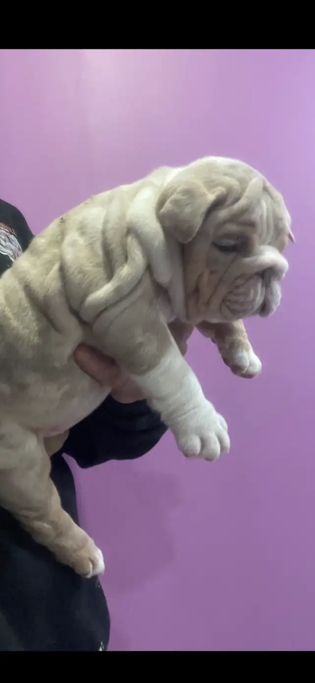 english bulldog pups rare color wrinkly cuddle bugs | Dogs & Puppies ...