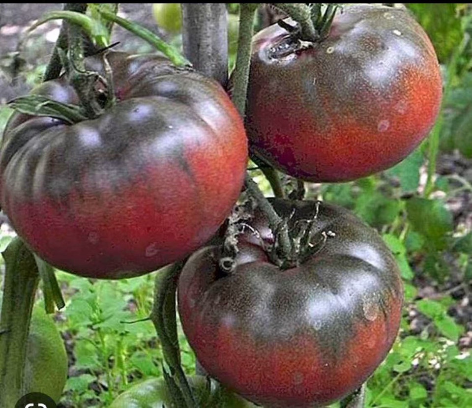 NUMBER ONE in the world TOMATO | Plants, Fertilizer & Soil | City of ...