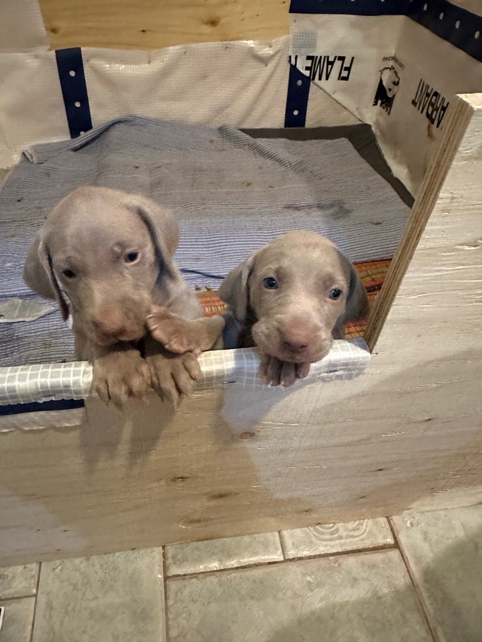 Weimaraner Puppies for Sale! | Dogs & Puppies for Rehoming | City of ...