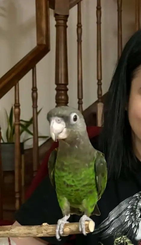 Perroquet tête brune (Brown head parrot) | Birds for Rehoming ...
