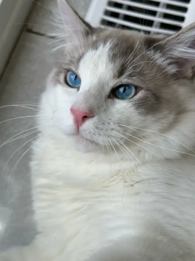 White Turkish Angora Ragdoll Kitten | Cats & Kittens for Rehoming ...