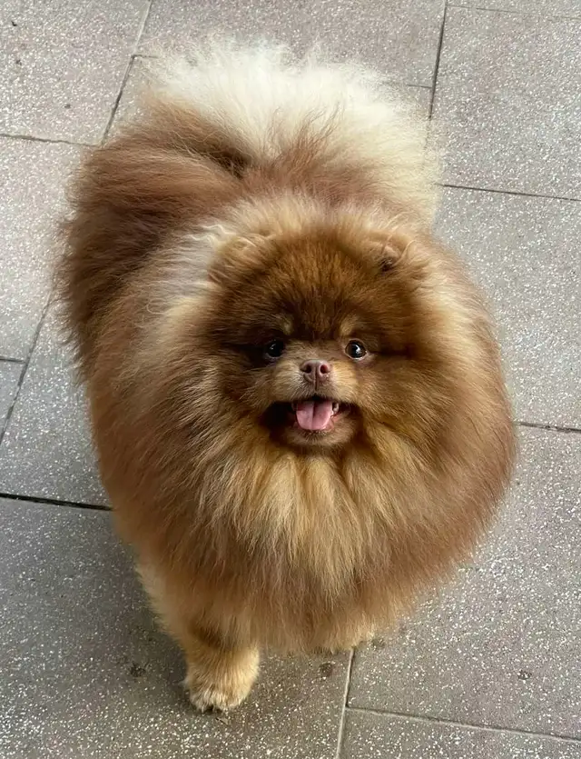 Exclusive quality! Blue merle female Pomeranian | Dogs & Puppies for ...