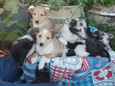 Adopt Dogs & Puppies Locally in Alberta | Free Local Classifieds - Kijiji