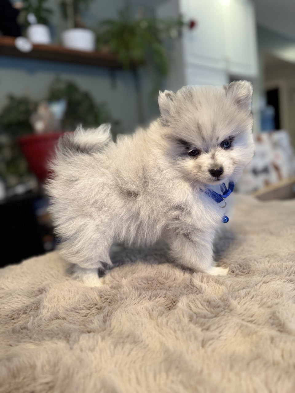 Pomsky F4 mini micro | Dogs & Puppies for Rehoming | Longueuil / South ...