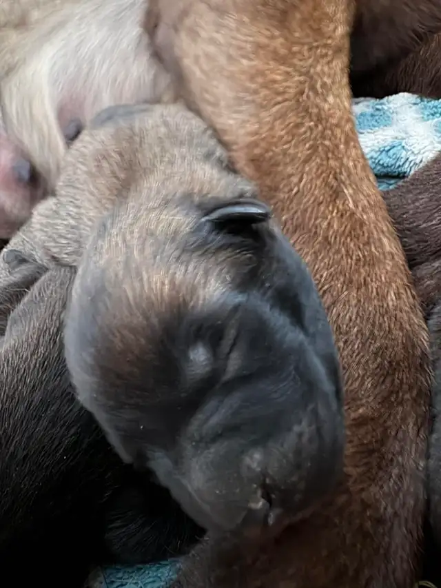 Malinois VKH Puppy Jet Black or Charcoal | Dogs & Puppies for Rehoming ...