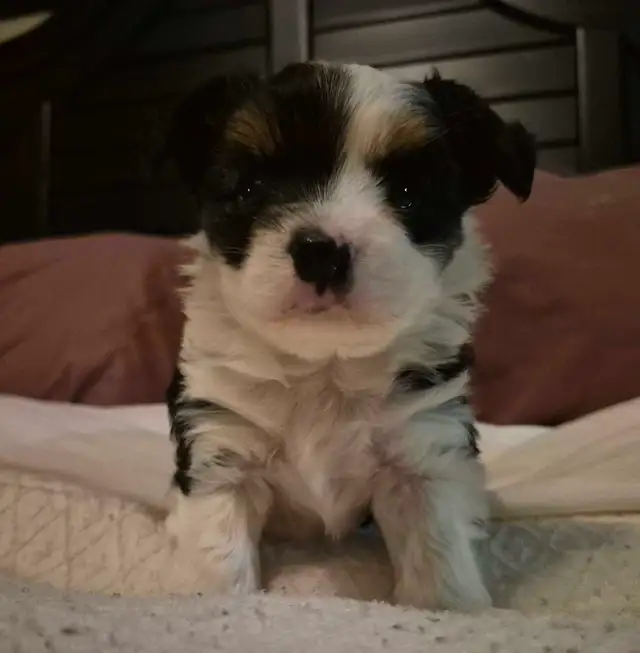 ***Yaussie Valentines Day Puppies*** | Dogs & Puppies for Rehoming ...