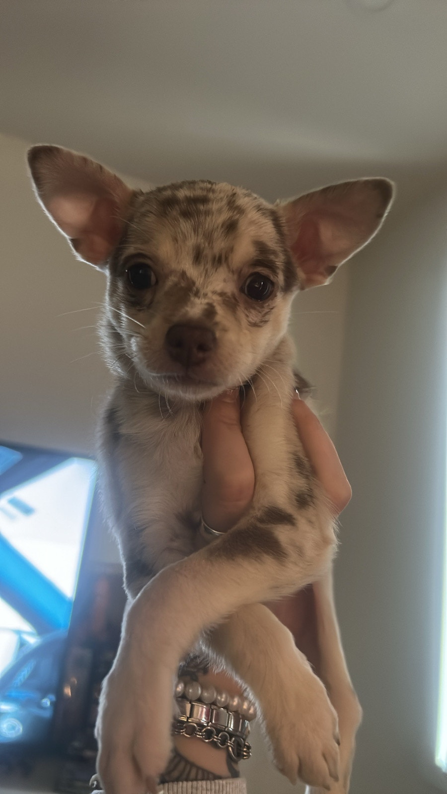 Chihuahua Puppies/ Chiots Chihuahua | Dogs & Puppies for Rehoming ...