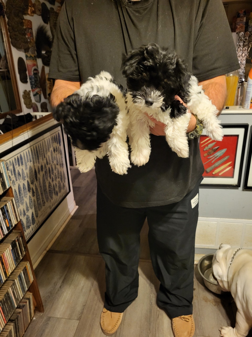 Jack Russell Puppies available European Lines Rough Coat | Dogs ...