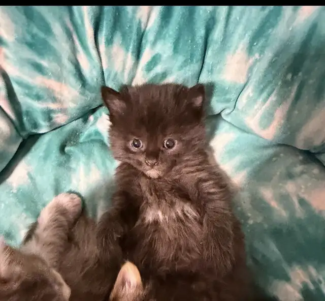 Chaton Persan croisé sibérien(tous réservé/all booked ) | Cats ...