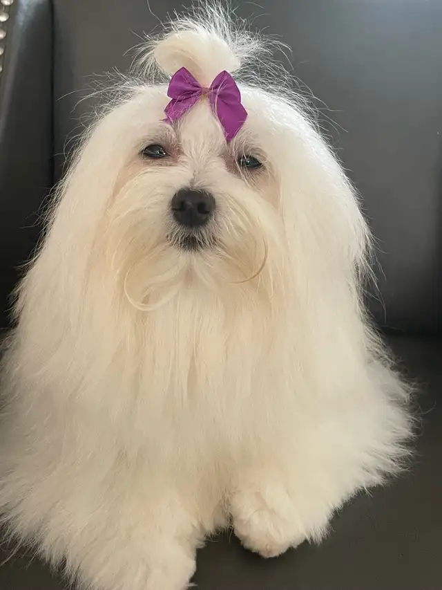 Beautiful Maltese Pups female and males | Dogs & Puppies for Rehoming ...