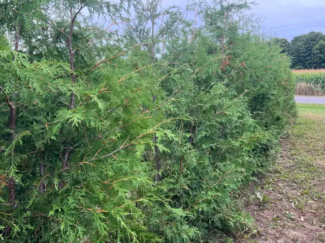WHITE SWAMP CEDAR HEDGE TREES AND EMERALD CEDAR TREES FOR SALE | Plants ...