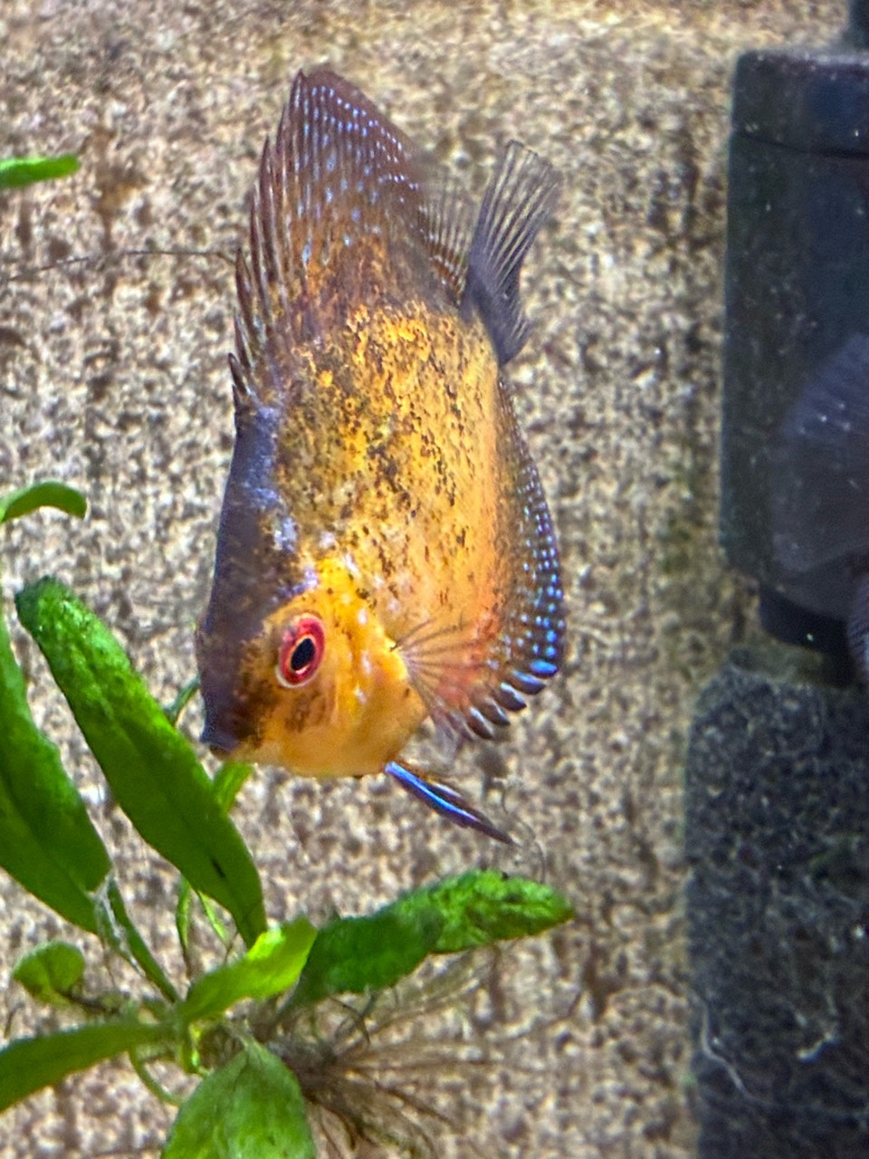 Poisson Discus fish | Fish for Rehoming | Laval / North Shore | Free ...