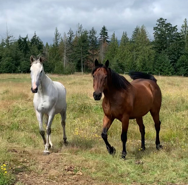 Bay Gentle Draft cross trail gelding for sale(and his companion) | Horses & Ponies for Rehoming ...