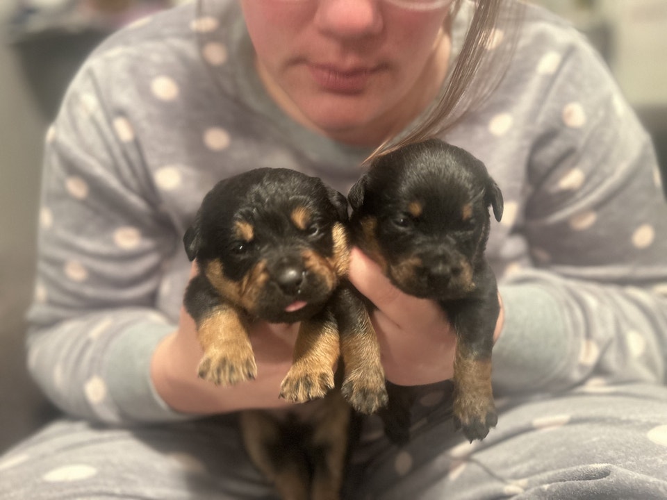 9 week old Rottweiler Puppies! 1 girl left! | Dogs & Puppies for ...